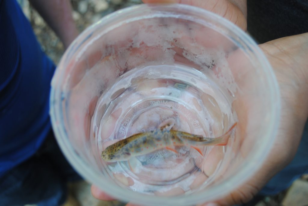 Fingerling release - Herald-Standard